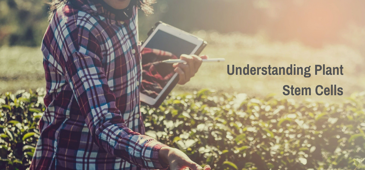 Introduction to Plant Stem Cells: Understanding the Basics – Plant Stem ...