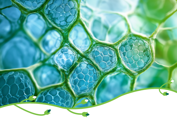 Welcome To Plant Stem Cells!